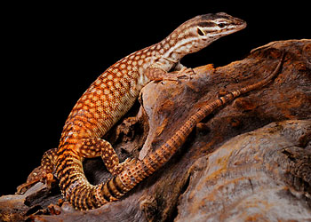 巨蜥科 Varanidae 蓝色动物学